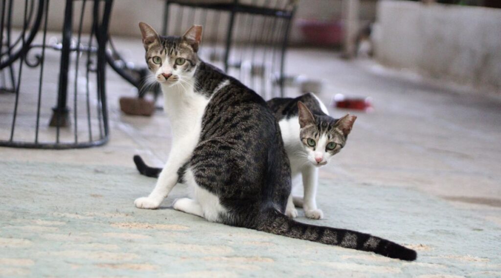 How to Find the Best Shelter for Cats Near Me | Blue Cross Society of Pune