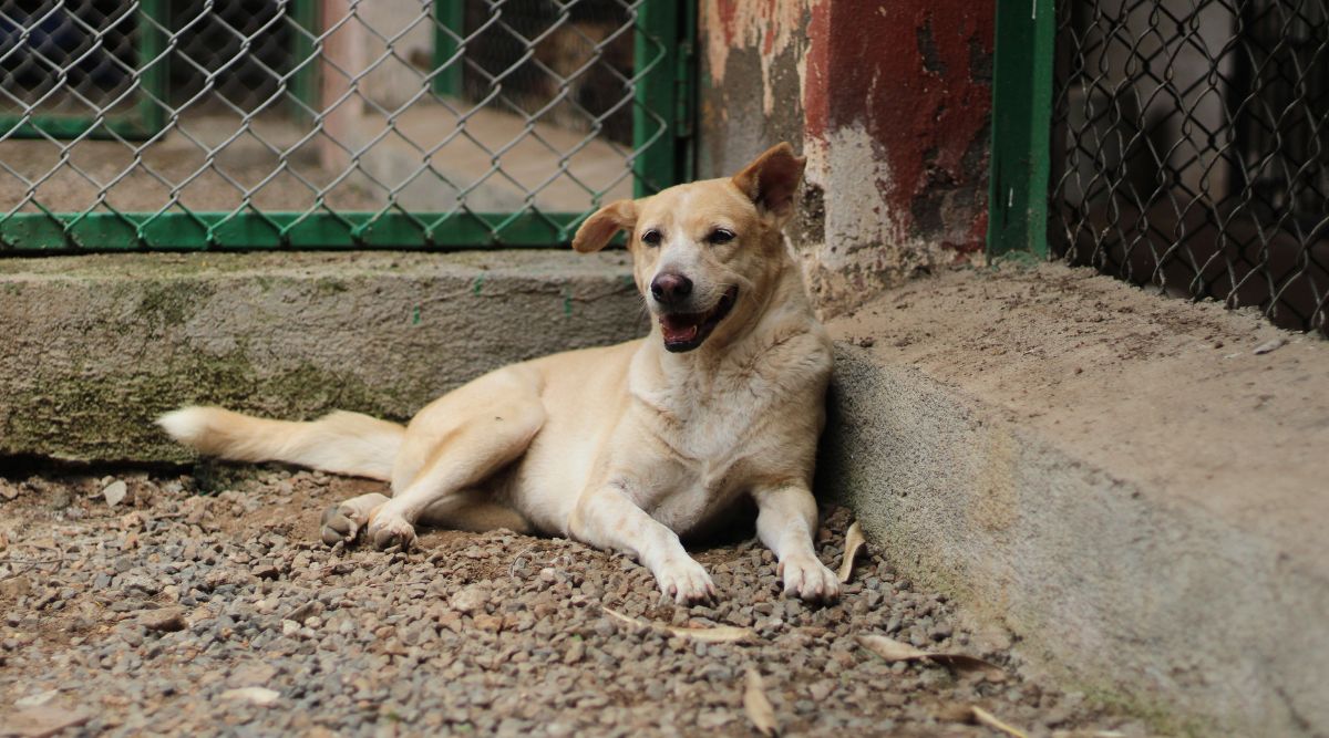 Donate to Dogs in Need: Real Rescue Stories from BCS Pune